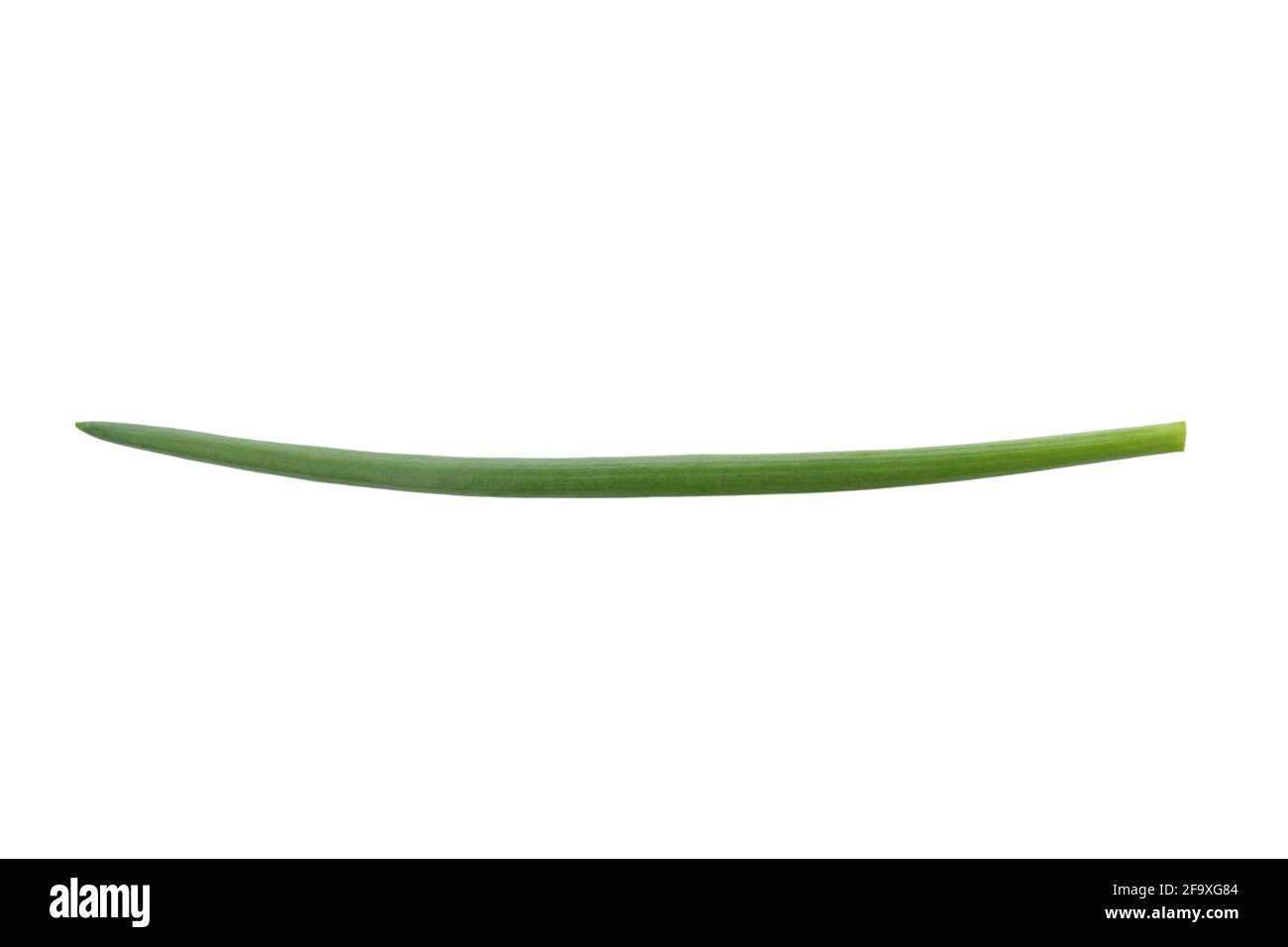 Fresh green onion isolated on white background Stock Photo - Alamy
