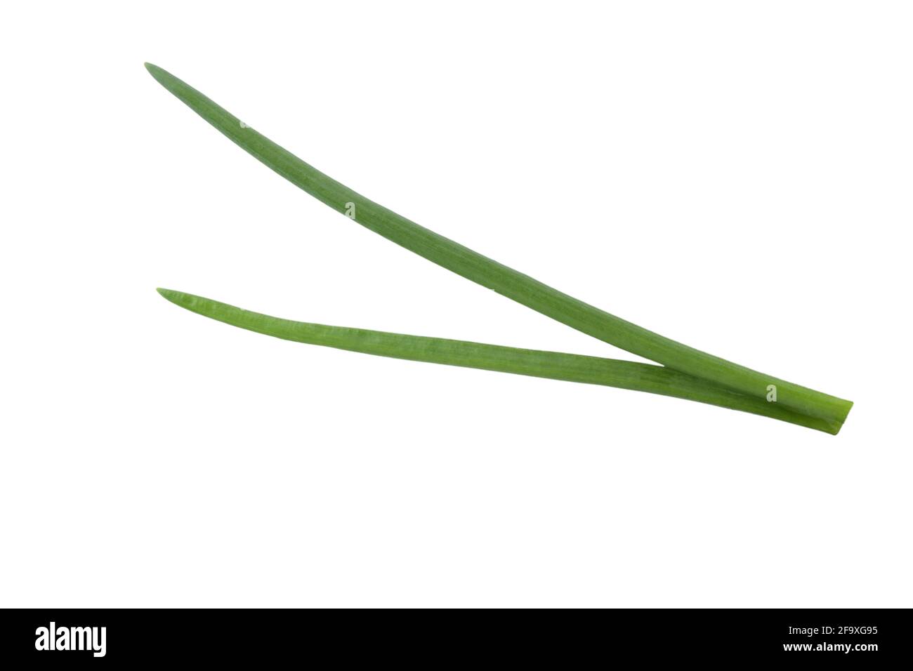 Fresh green onion isolated on white background Stock Photo - Alamy
