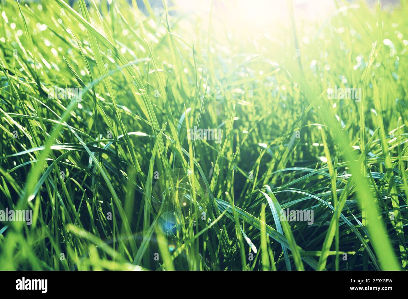 Summer grass background, grass field, bright green grass on the lawn ...