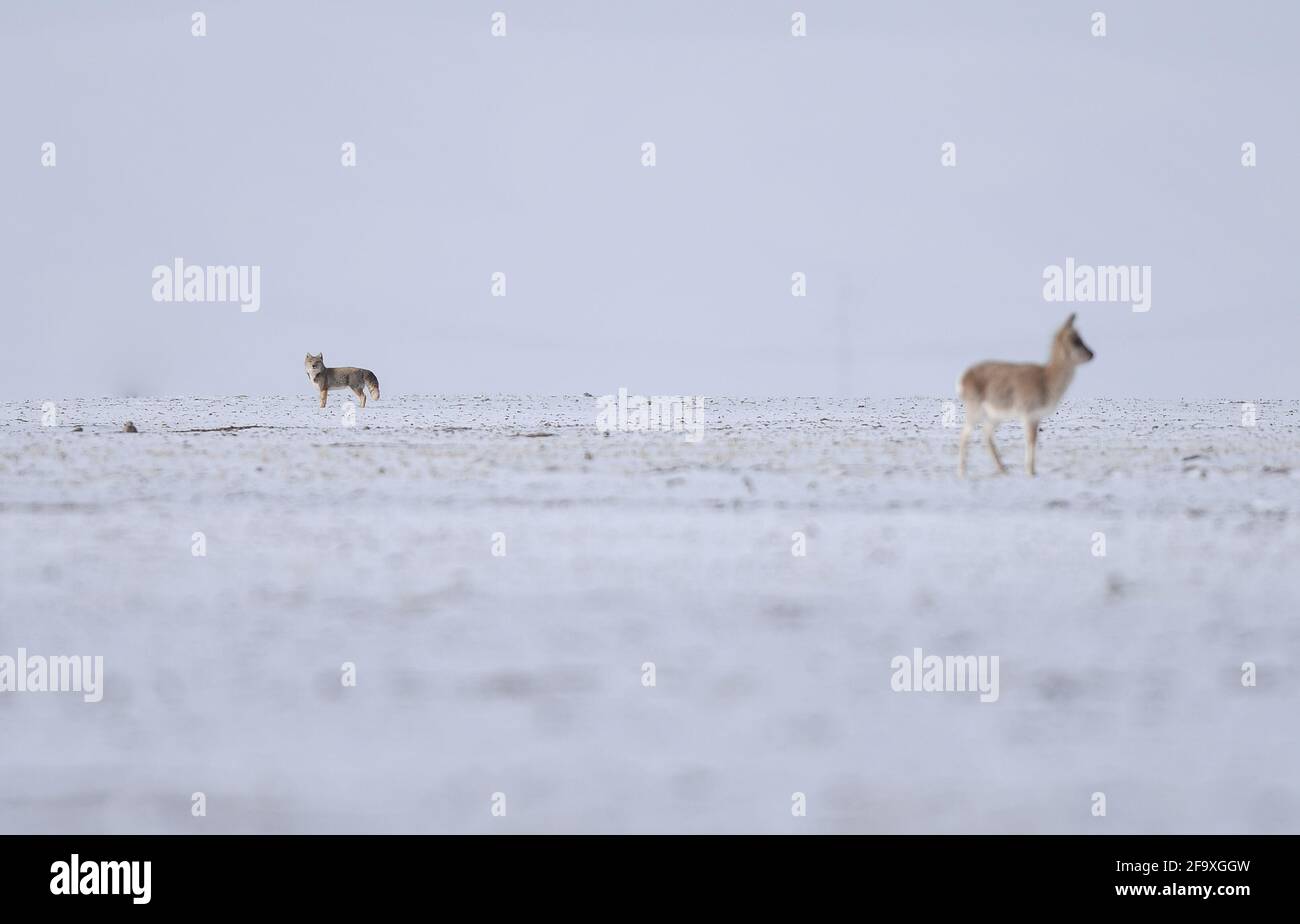 Tibetan antelope migration hi-res stock photography and images - Alamy