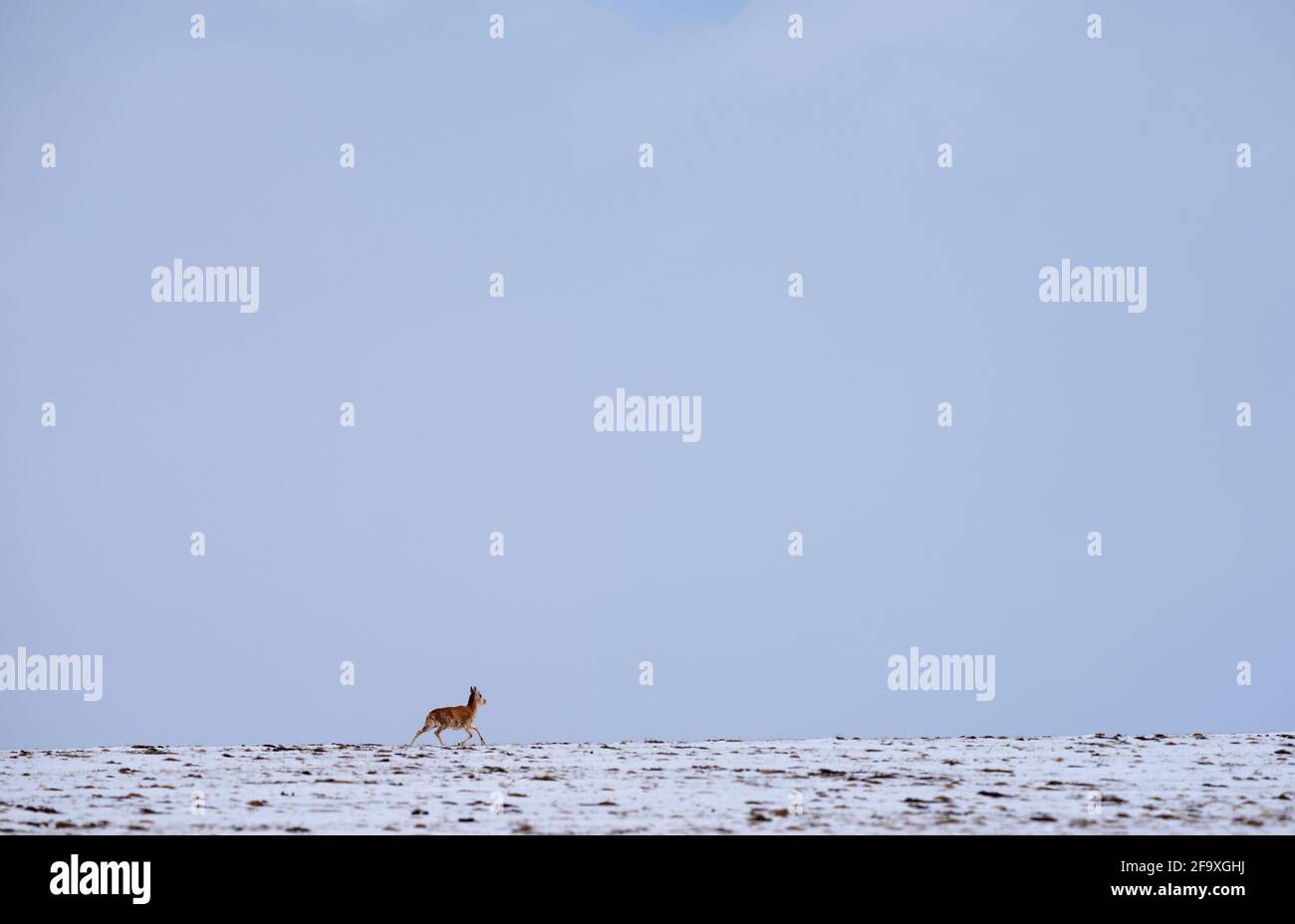 Tibetan antelope migration hi-res stock photography and images - Alamy