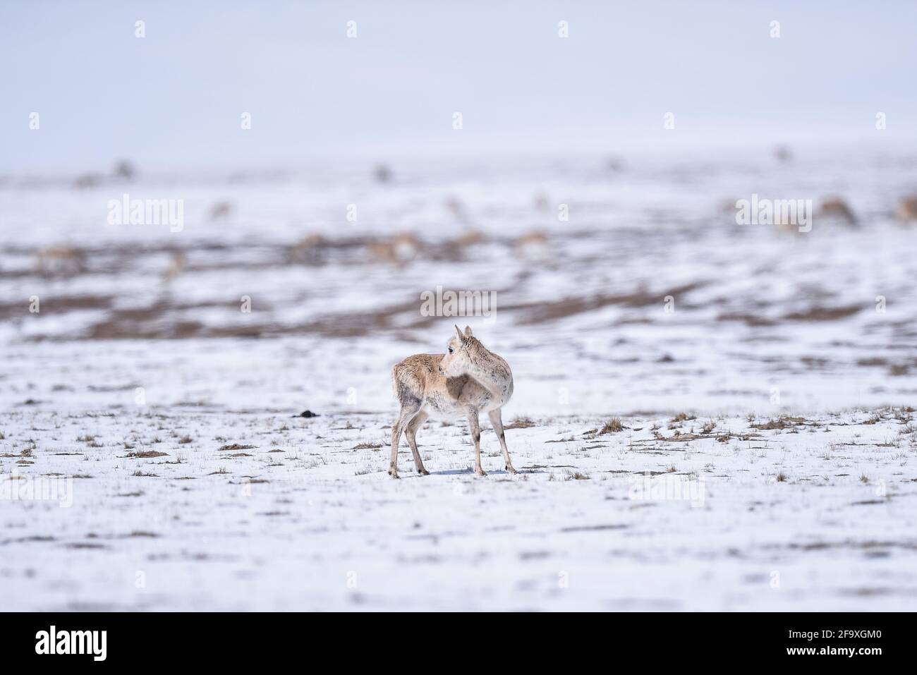 Tibetan antelope migration hi-res stock photography and images - Alamy