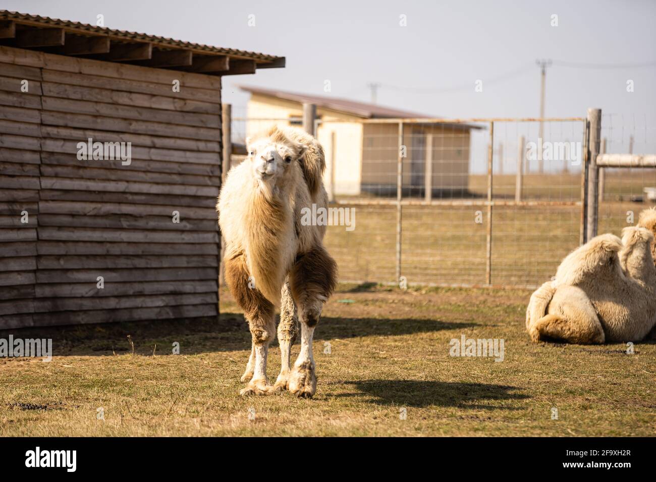 The zoo cage behind which the camel.The zoo cage behind which the camel ...