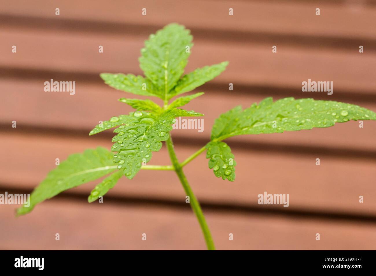 Cannabis sapling hi-res stock photography and images - Alamy