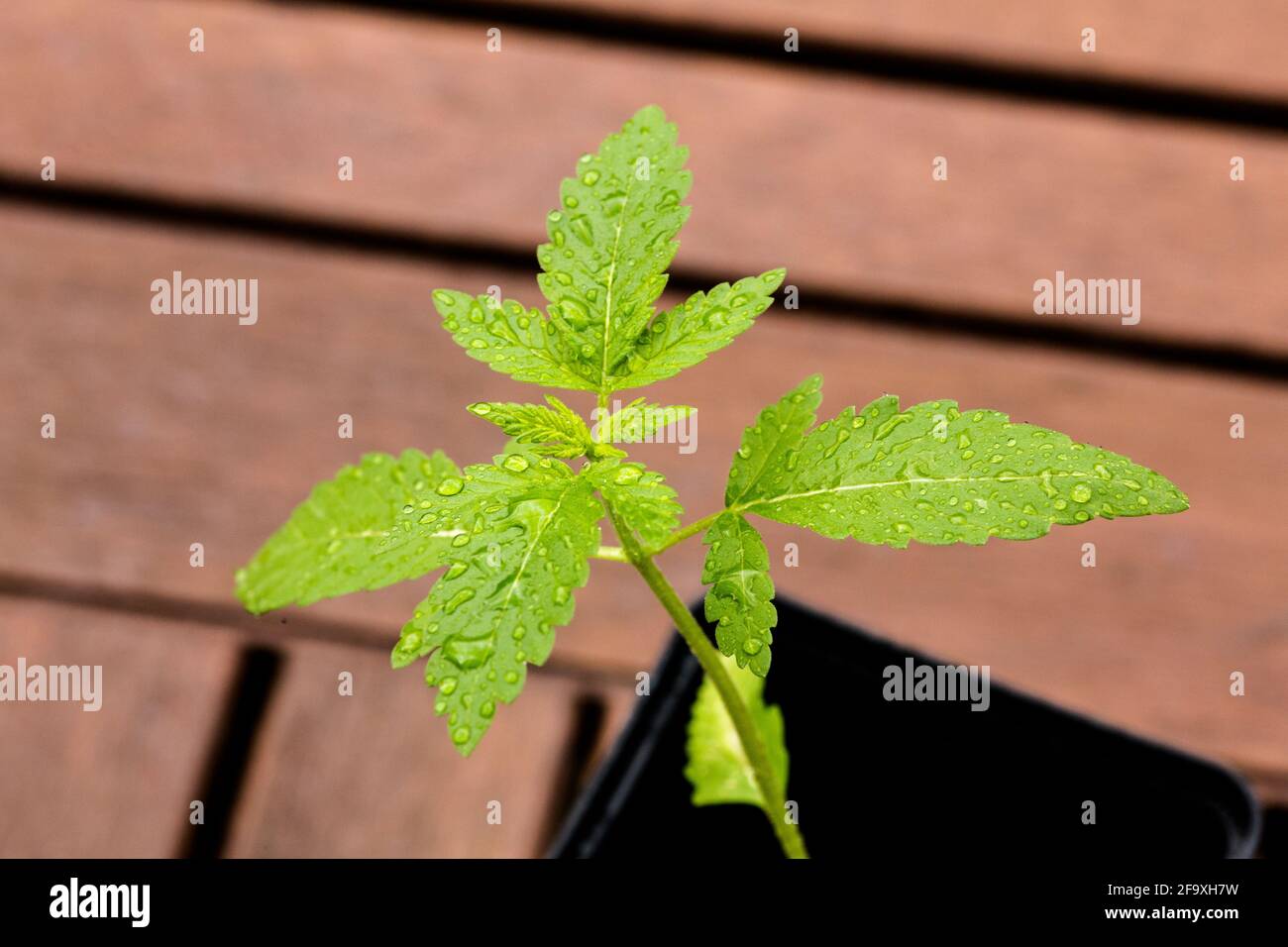 A small cannabis sapling potted in a small plastic pot. Home medicine ...