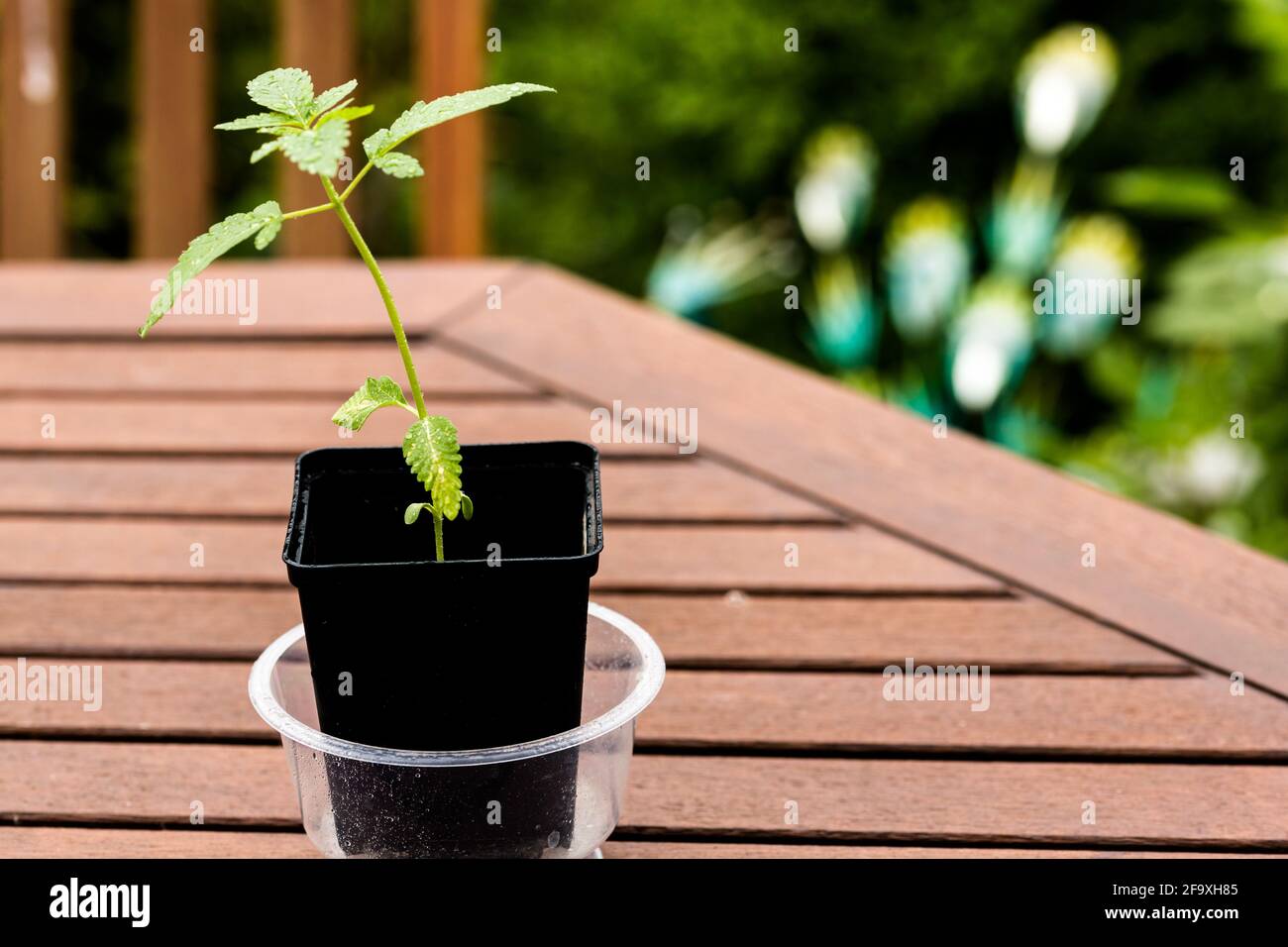 A small cannabis sapling potted in a small plastic pot. Home medicine ...