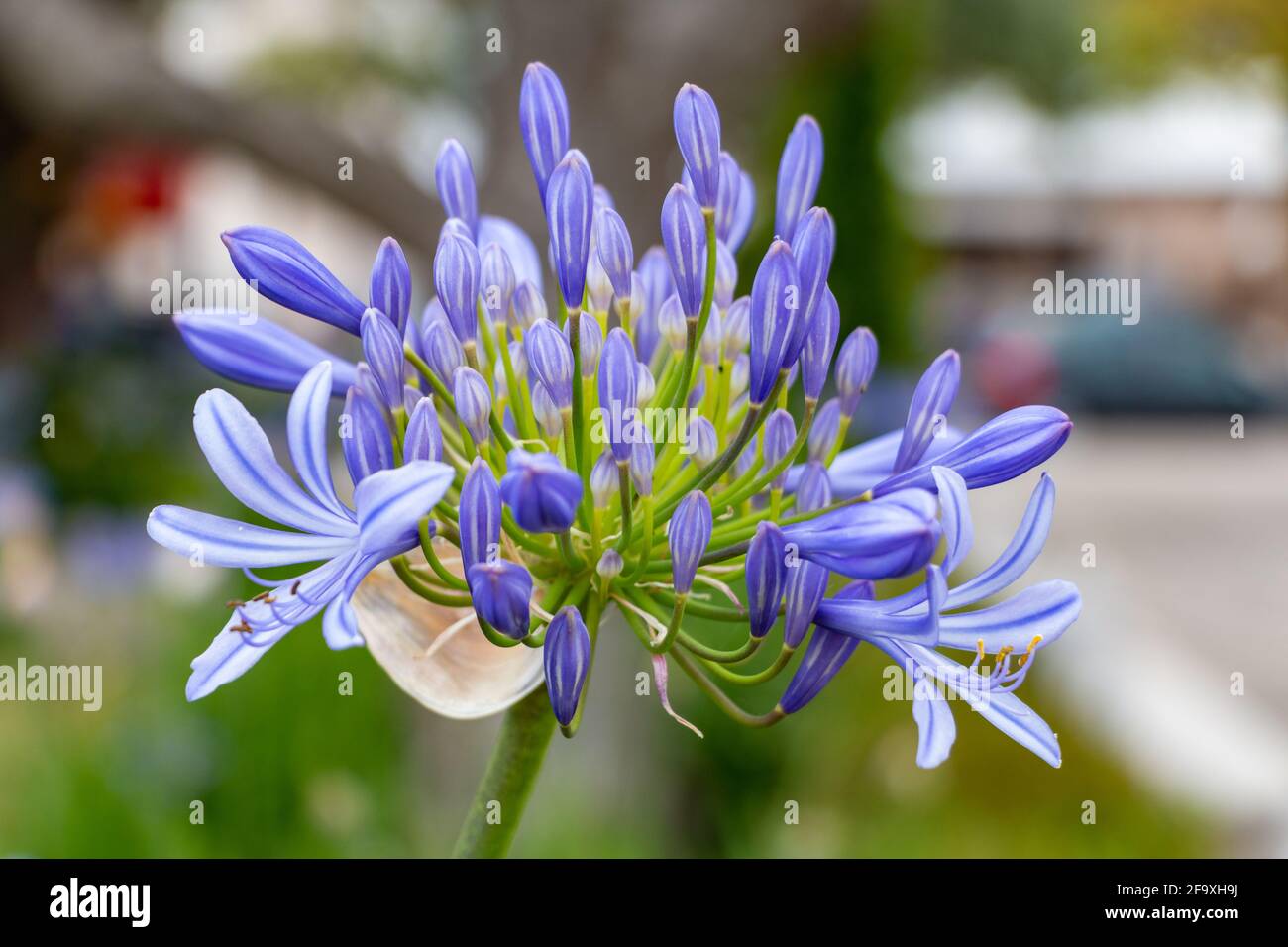 A close-up picture of a Blue Lily Stock Photo - Alamy