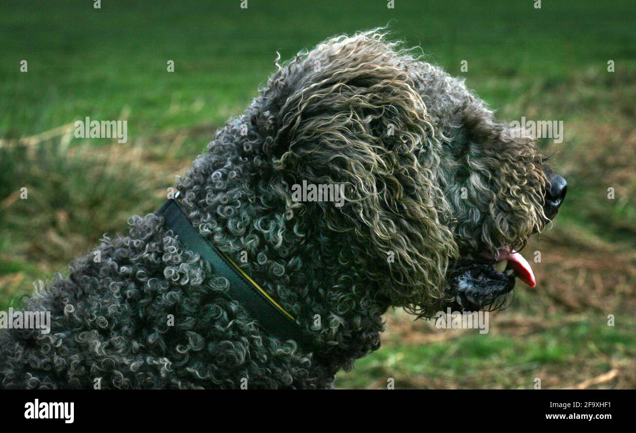 Labradoodle Dougal with his owner Mark Hayhurst.26 February 2007tom ...
