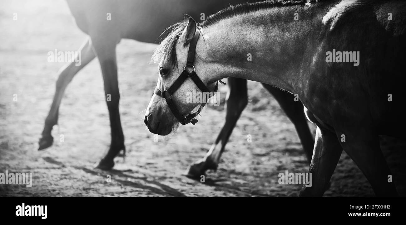 A black and white image of two cute ponies walking in a field ...