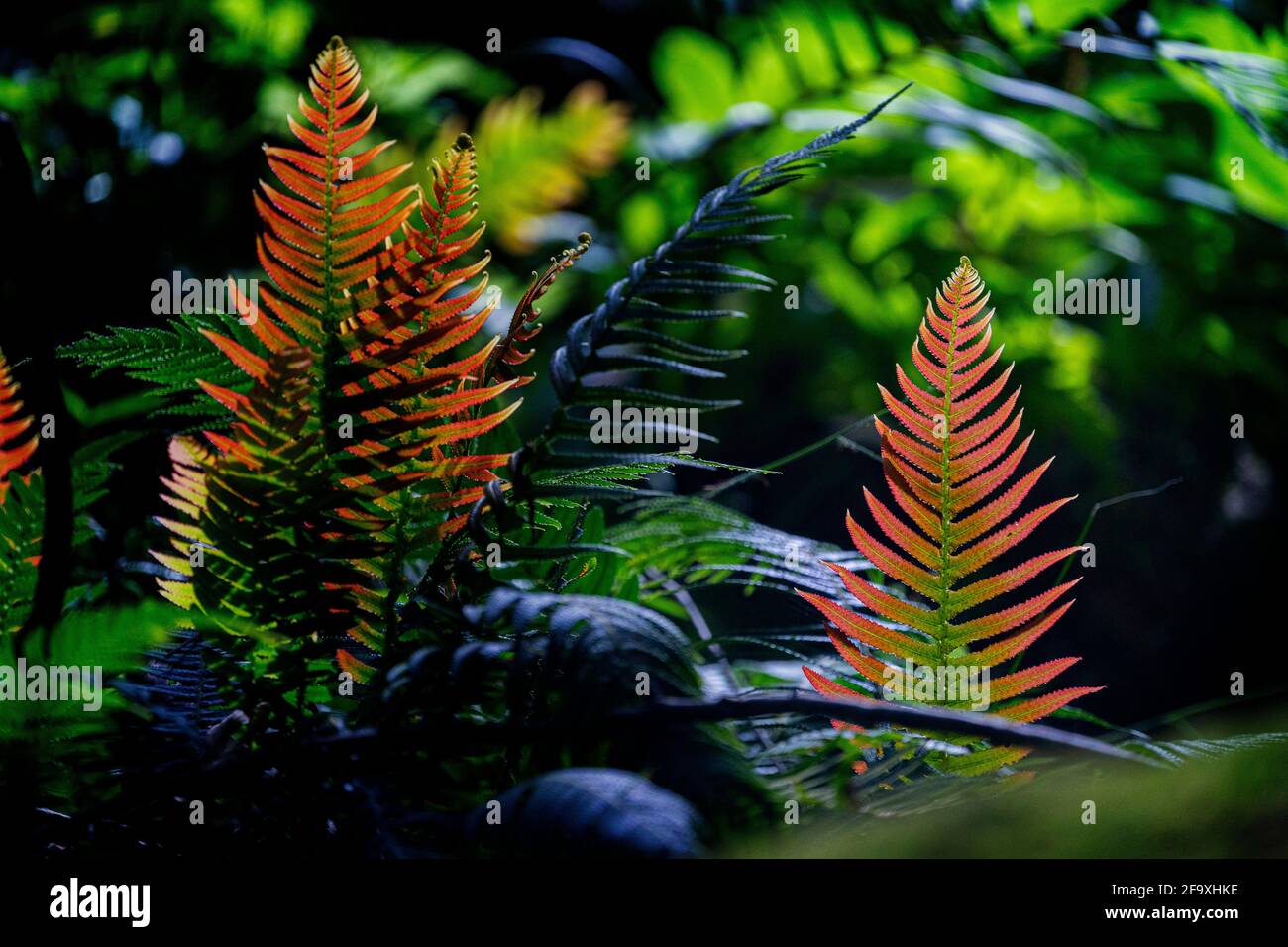 New fern leaves growing in rainforest at Gibraltar National Park, NSW ...