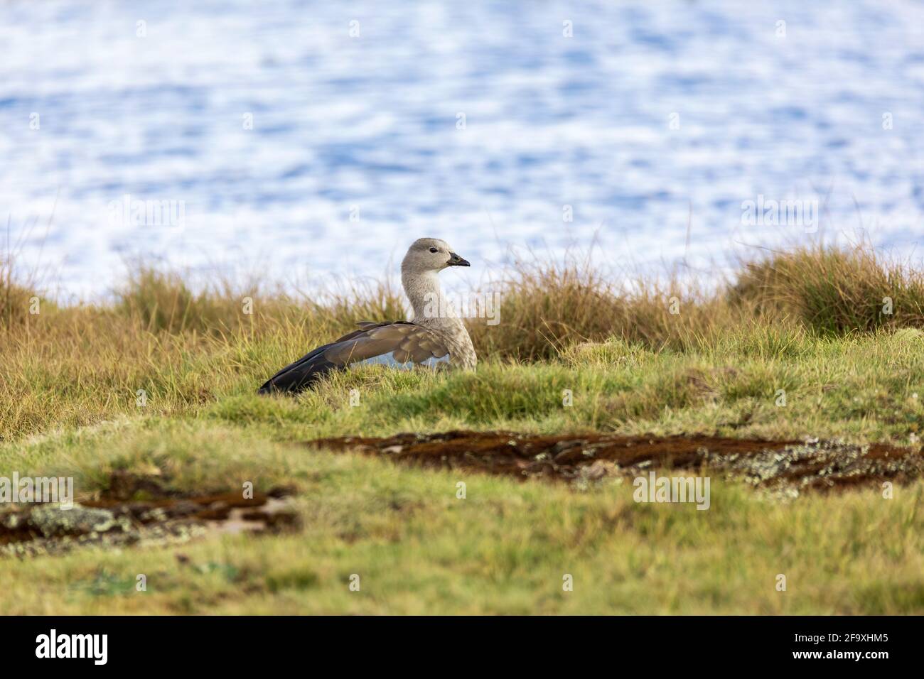 bird Blue-winged Goose or Abyssinian Blue-winged Goose (Cyanochen ... bird Blue-winged Goose or Abyssinian Blue-winged Goose (Cyanochen ...