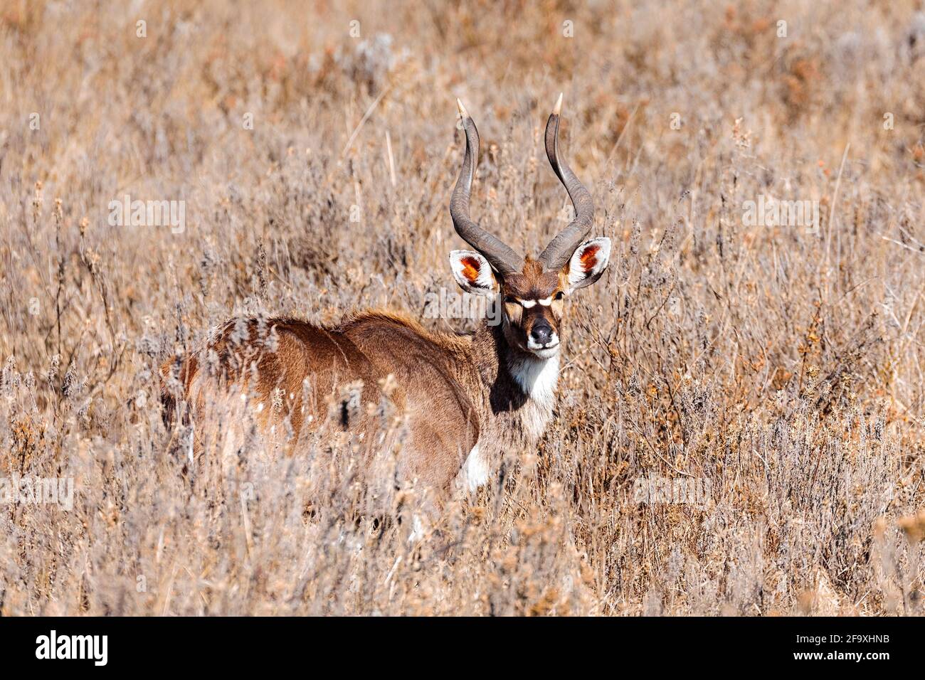 majestic male of endemic very rare Mountain nyala, Tragelaphus buxtoni ...