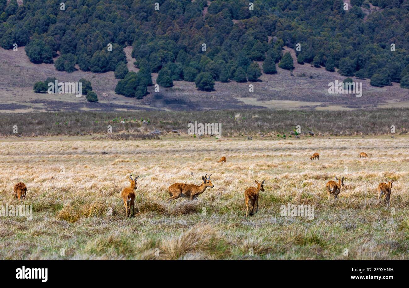 herd of antelope Bohor reedbuck, Redunca redunca in natural habitat ...