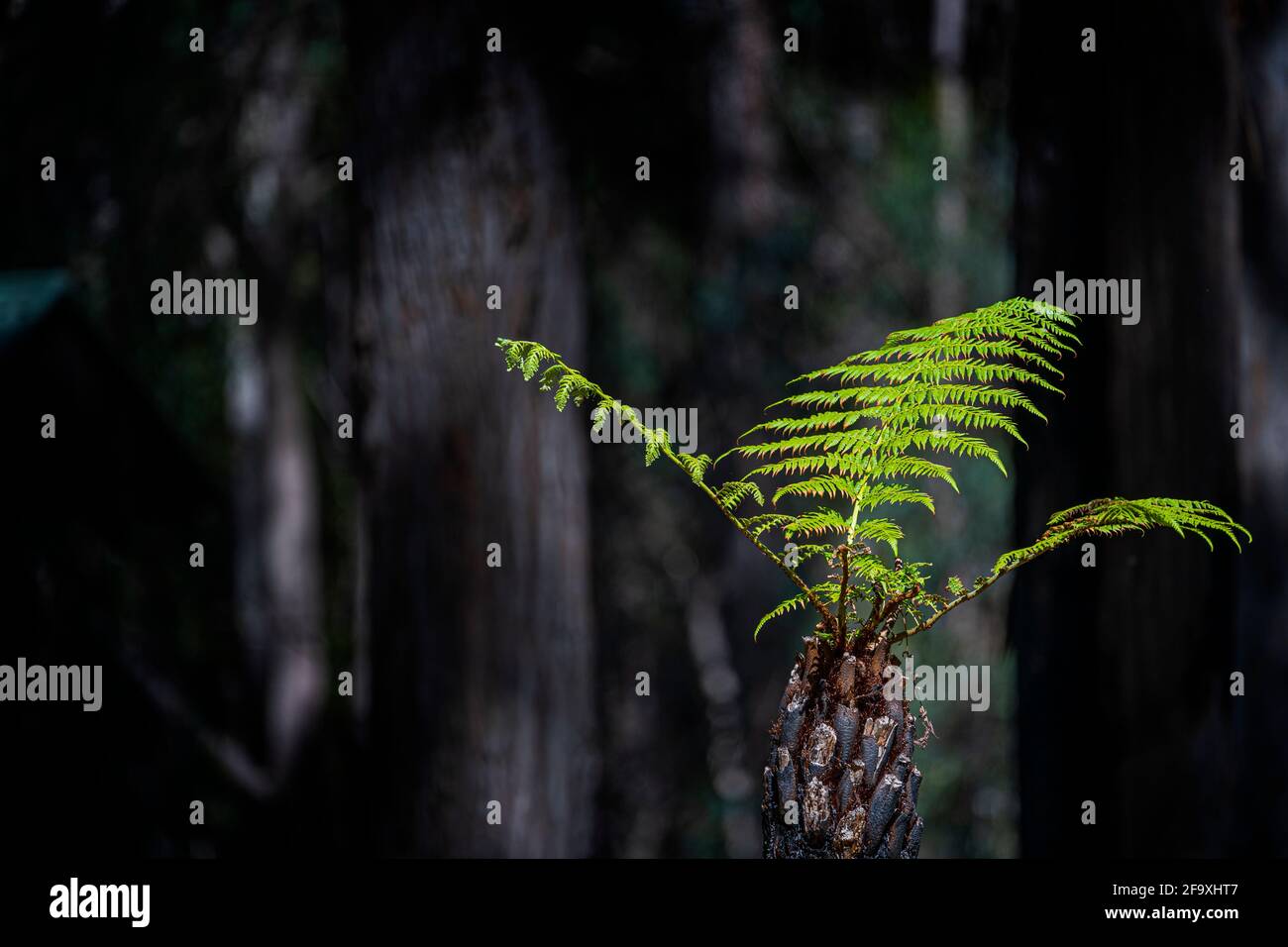 New growth on Rough tree fern (Cyathea australis) recovering from ...