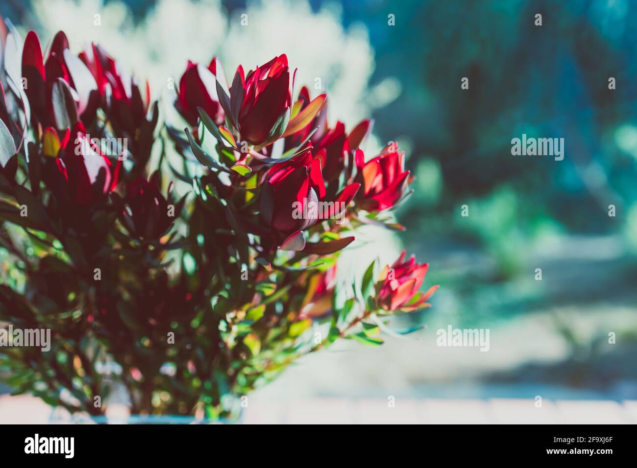 Red Protea High Resolution Stock Photography and Images - Alamy