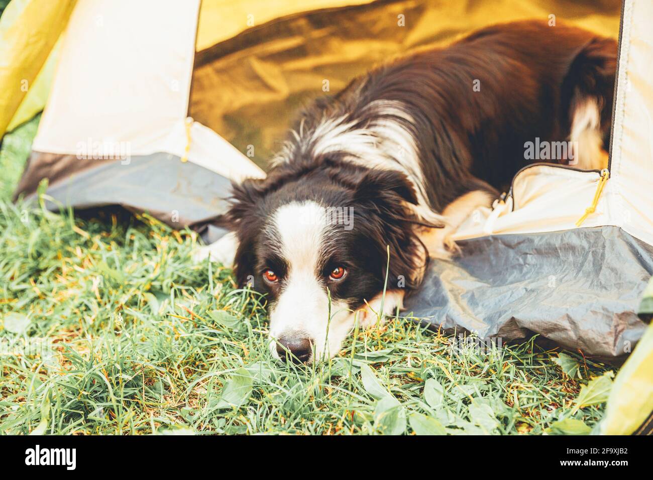 Outdoor portrait of cute funny puppy dog border collie lying down ...
