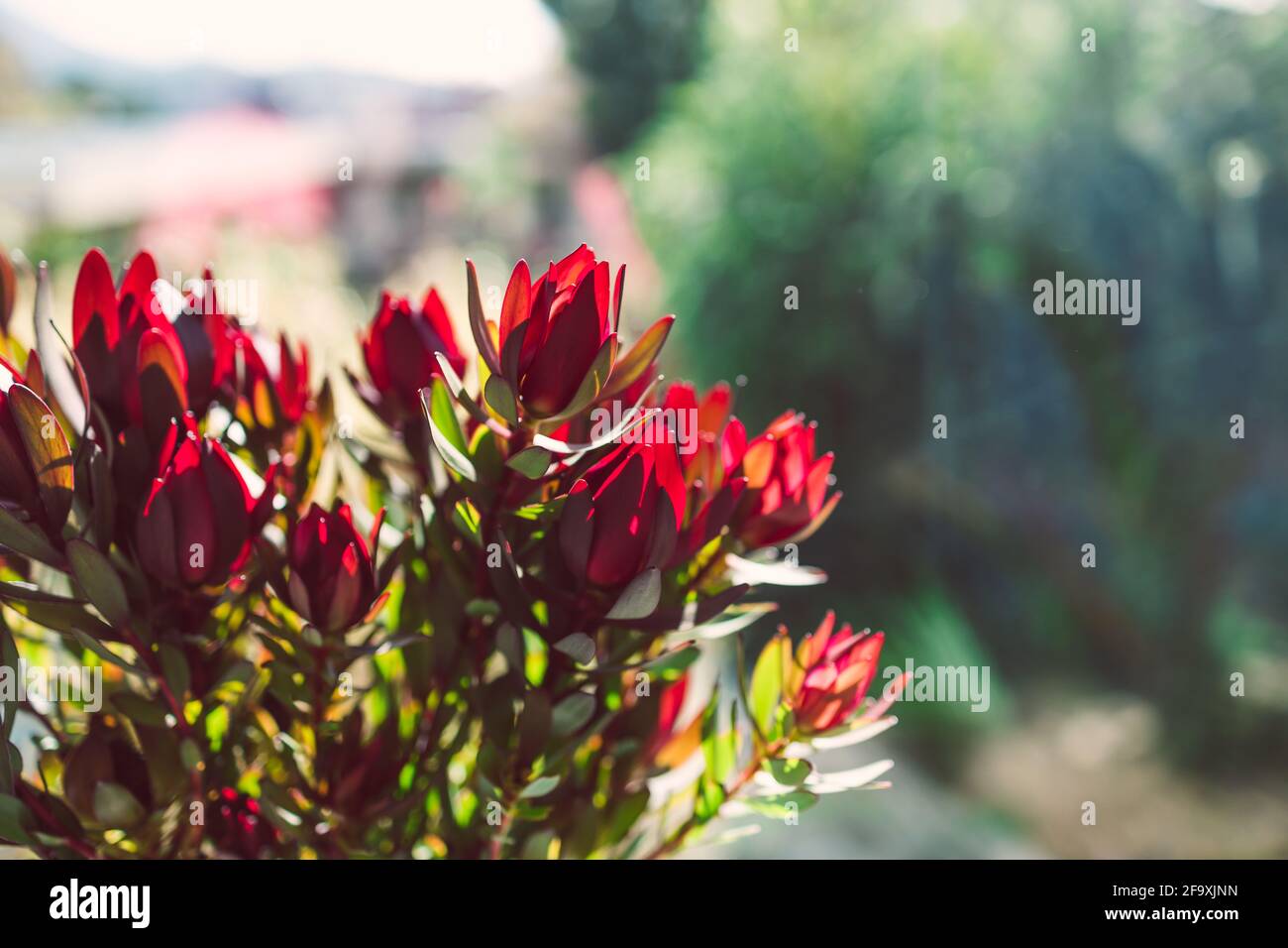 Red Protea High Resolution Stock Photography and Images - Alamy