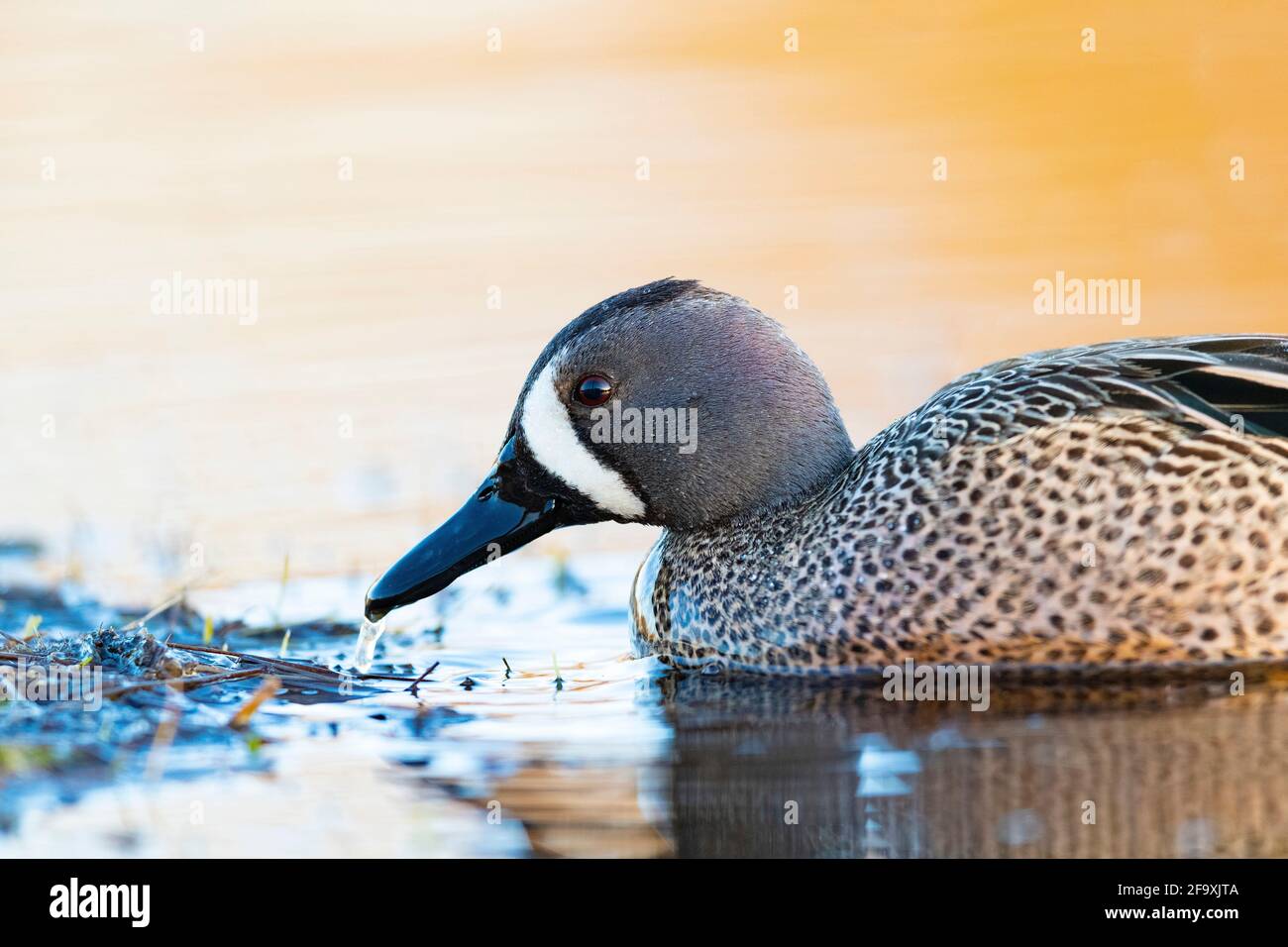 A drake Blue Wing Teal on a spring day Stock Photo - Alamy