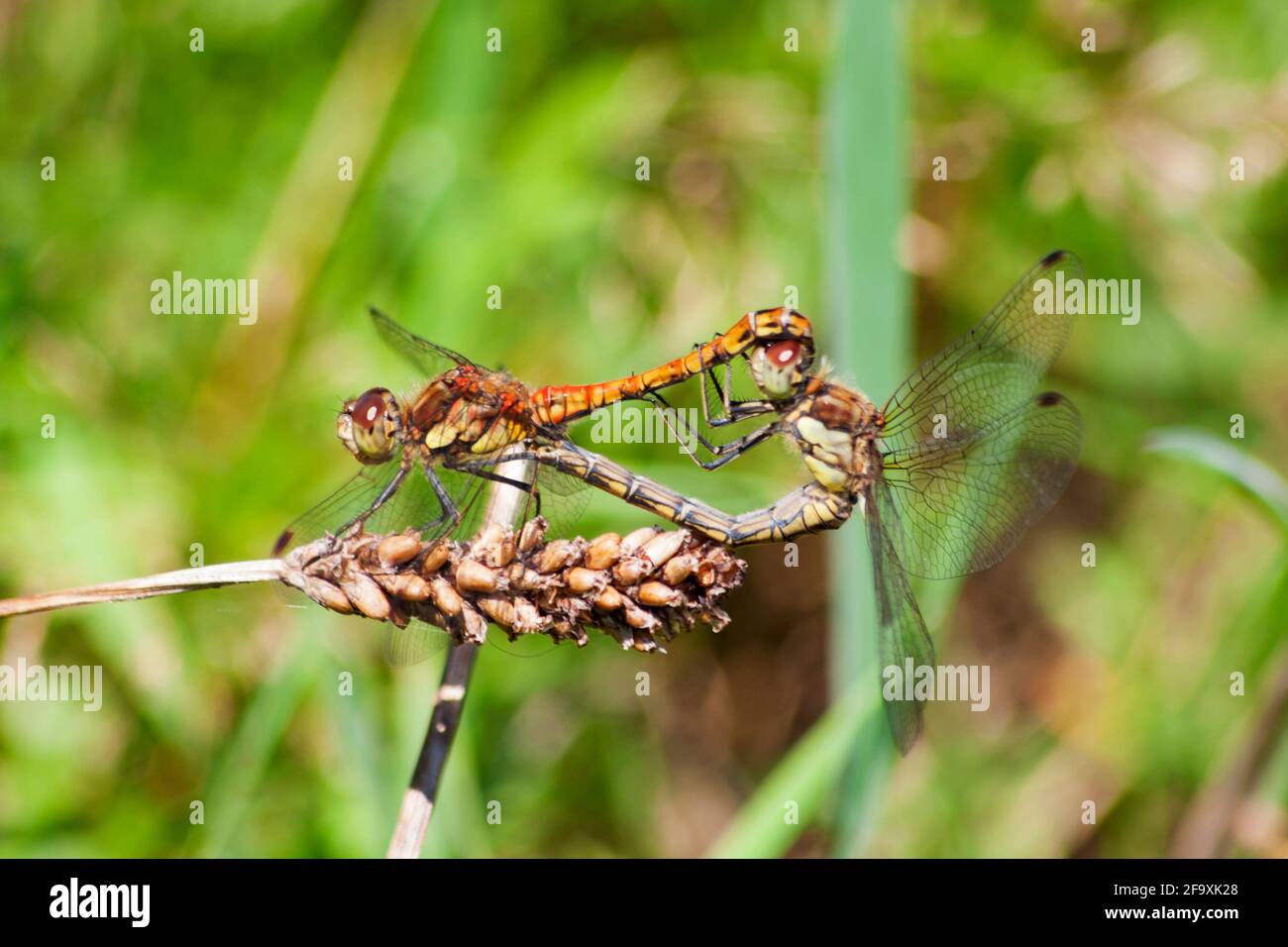 Common Darter dragonflies - Sympetrum striolatum - mating Stock Photo ...
