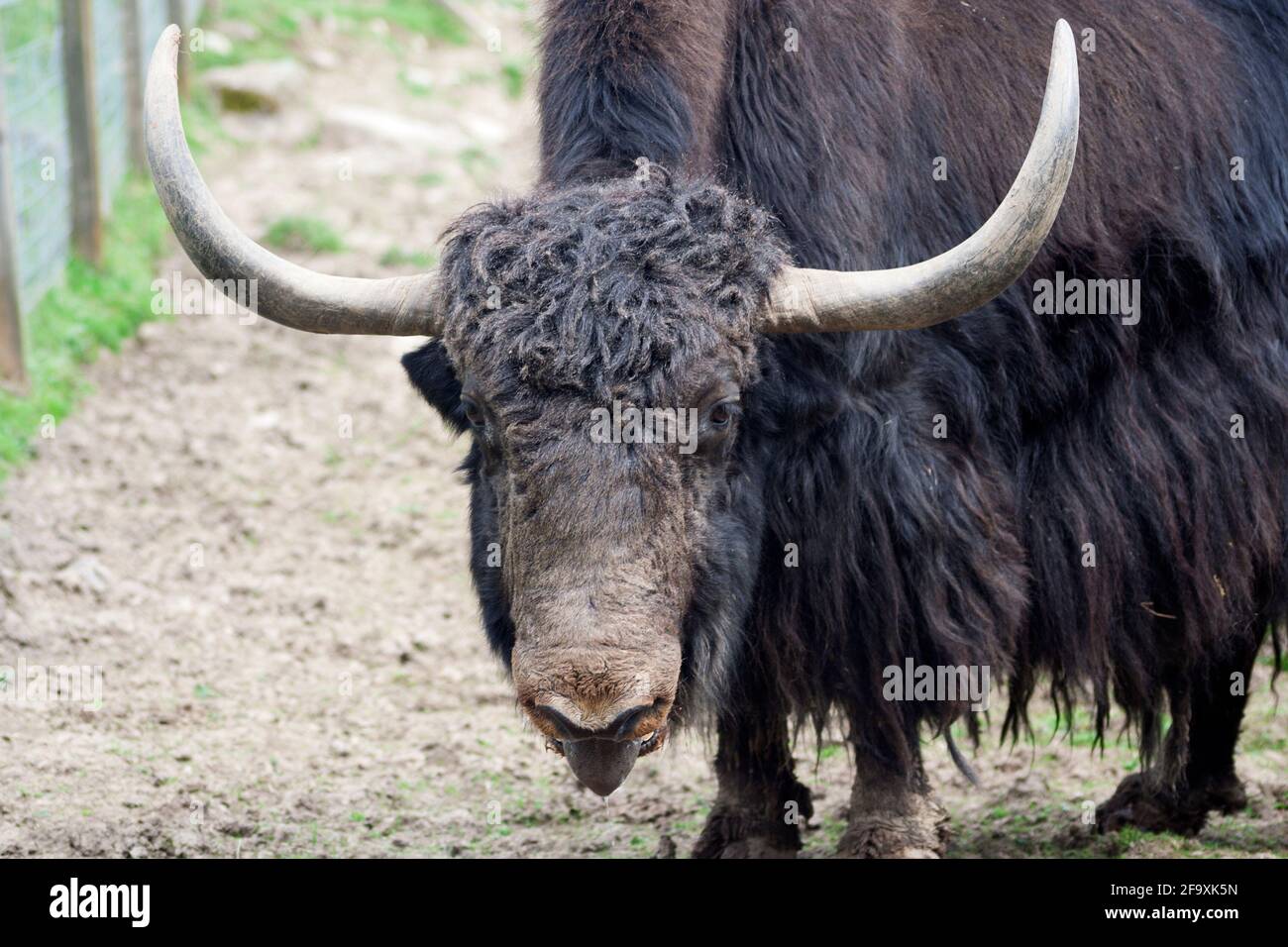 Domestic yak - Bos grunniens, bull at Comrie Wildlife Park, Perthshire ...