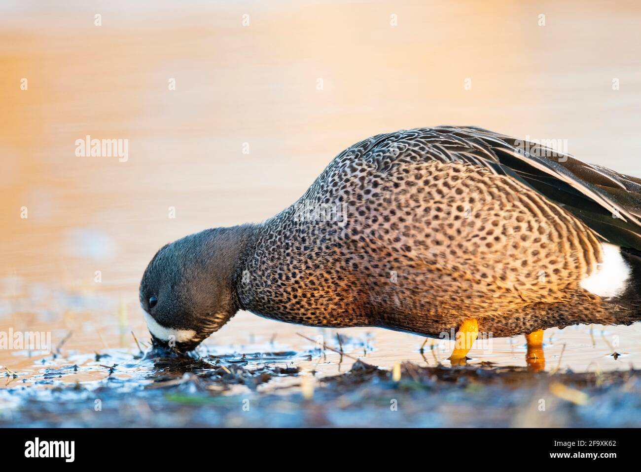 Blue winged teal drake hi-res stock photography and images - Alamy
