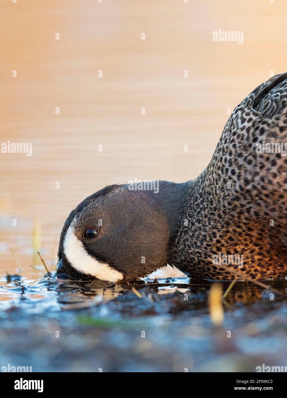A drake Blue Wing Teal on a spring day Stock Photo - Alamy