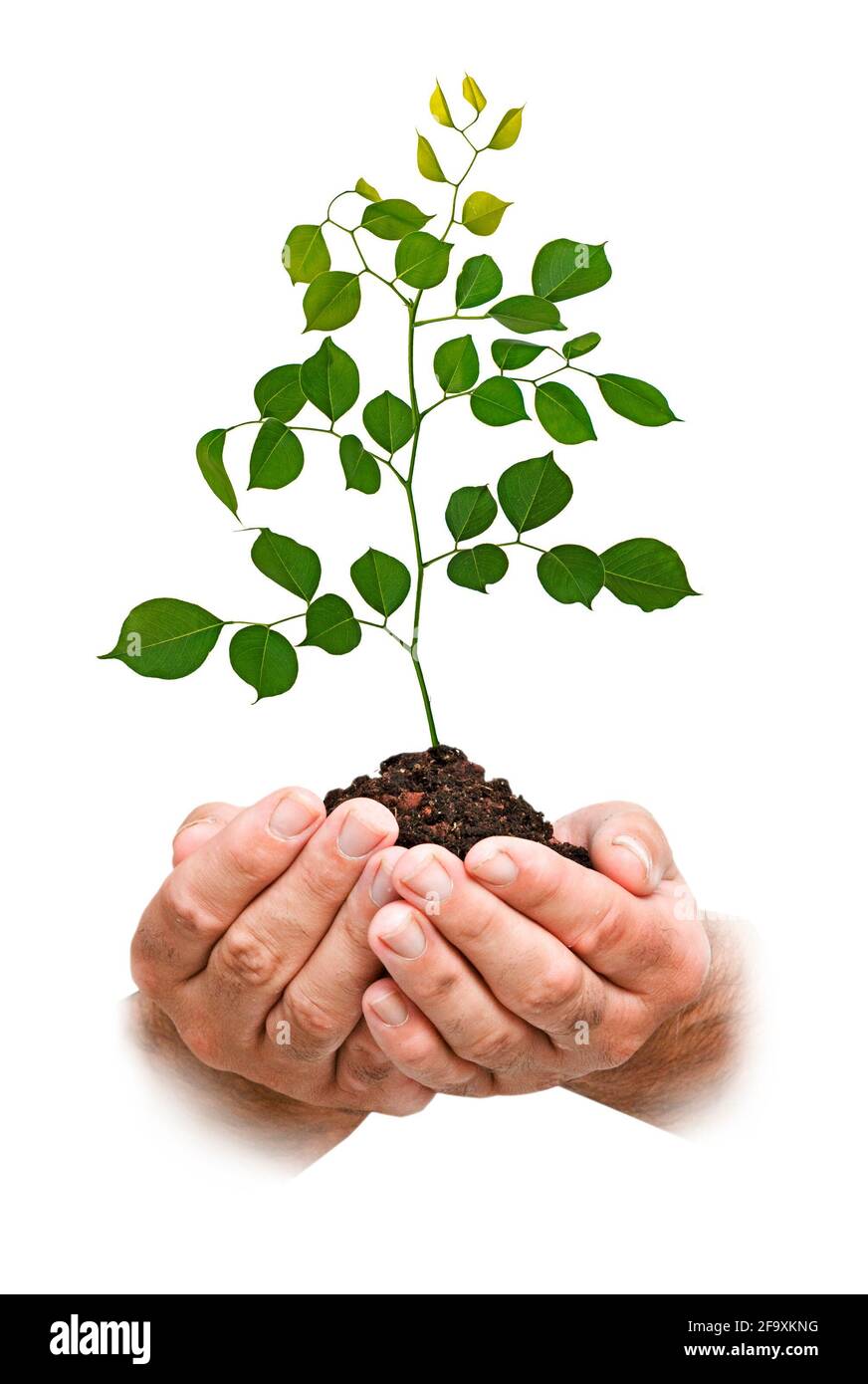 Close up of Sapling in hands Stock Photo - Alamy