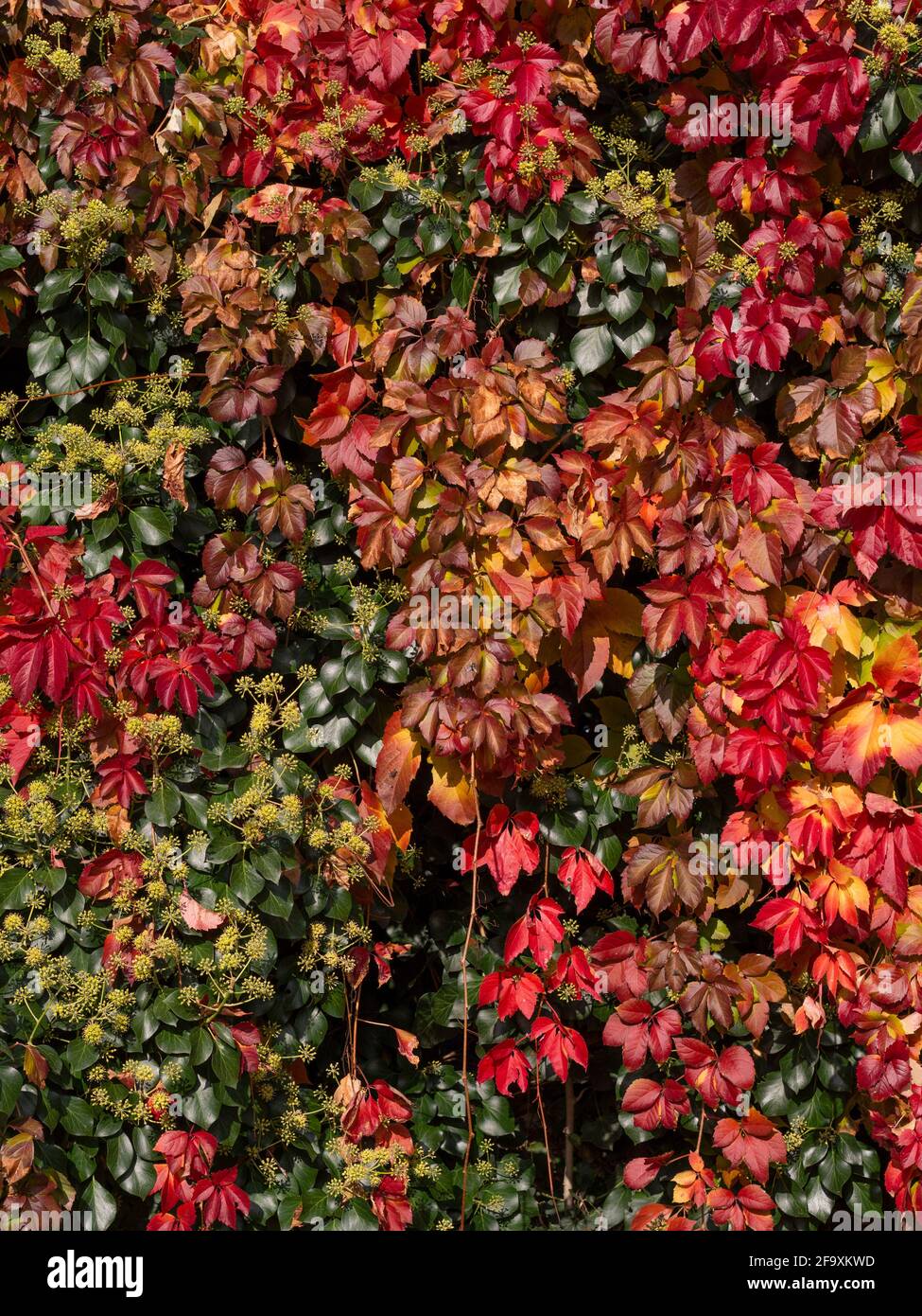 Wall of colored tree leaves red, yellow and green, nature, ecological ...