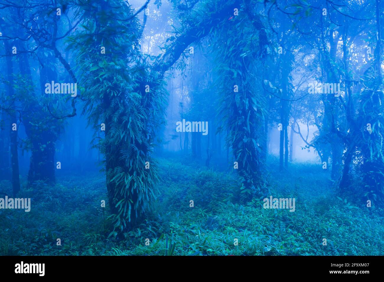 Mystic ancient trees in blue misty forest, lush tropical plants in the ...