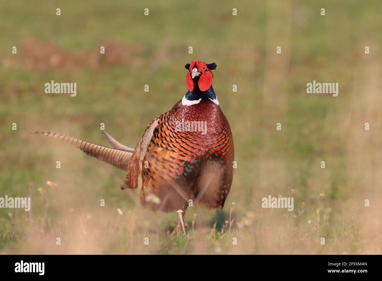 Pheasant, a beautiful large colored bird in the grass field Stock Photo ...