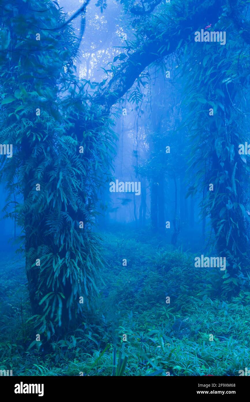 Ancient Underwater Forest