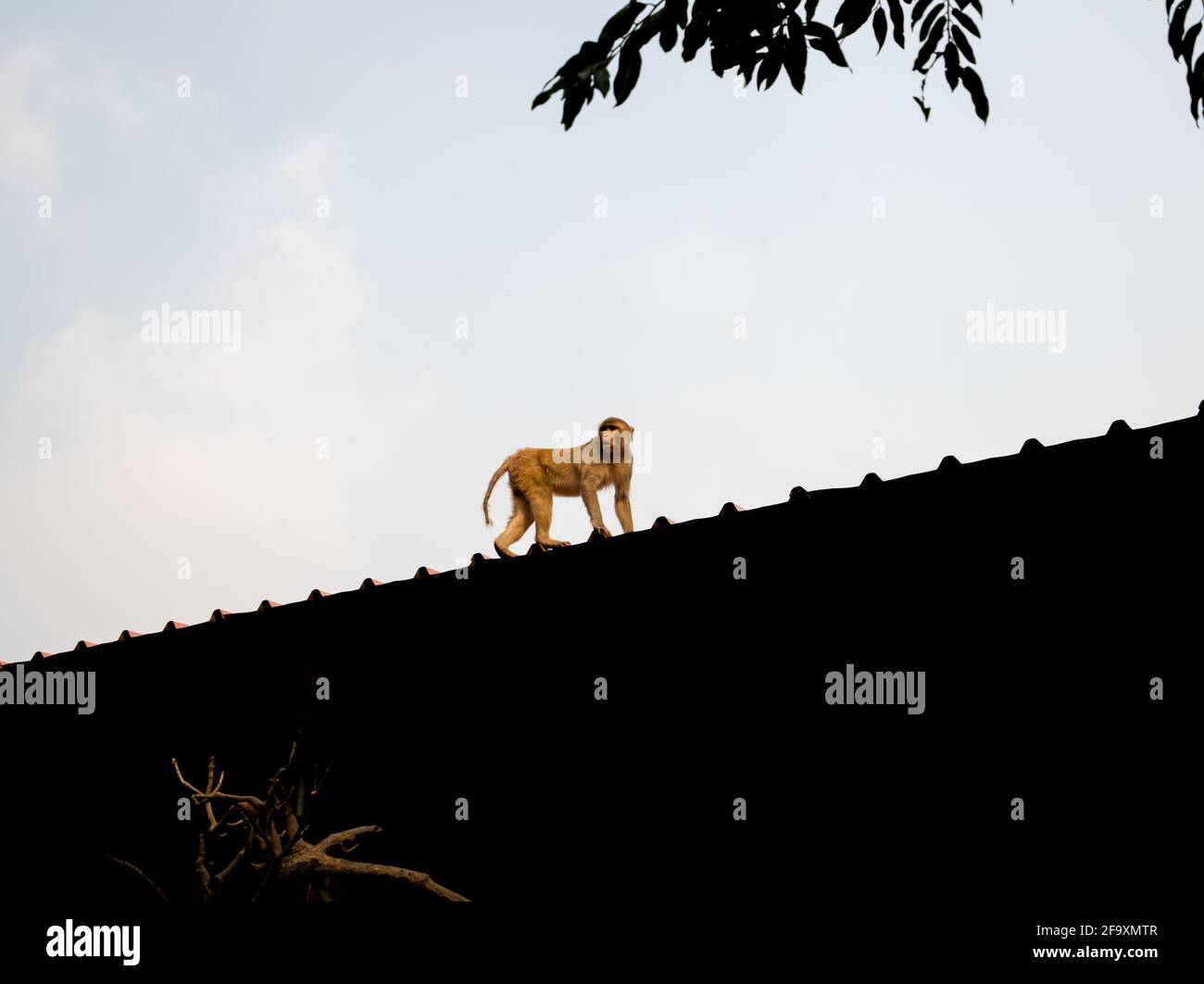 Cute monkey walking on the roof of a building Stock Photo - Alamy