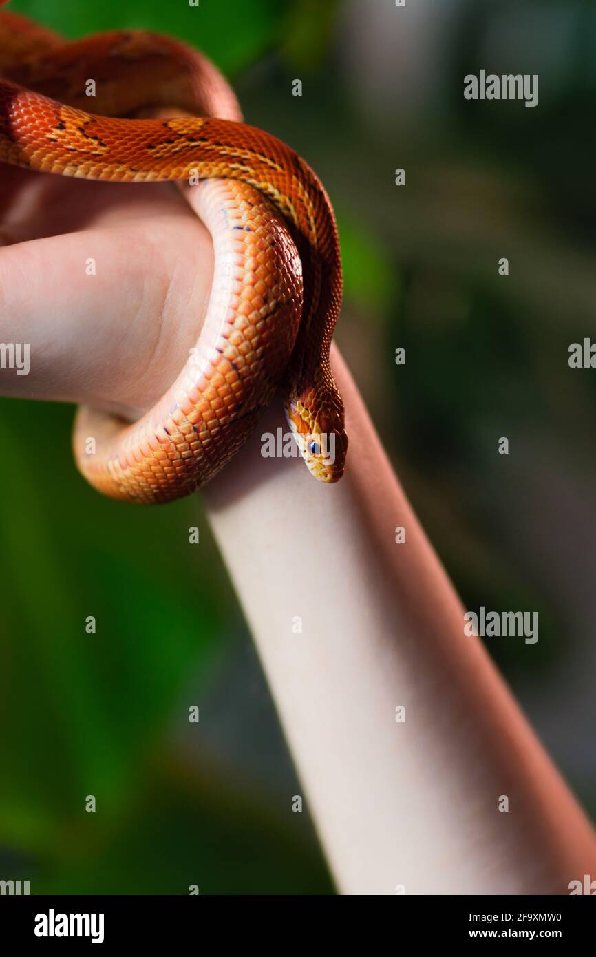 Corn snake wrapped around woman hand on green nature background. Exotic ...