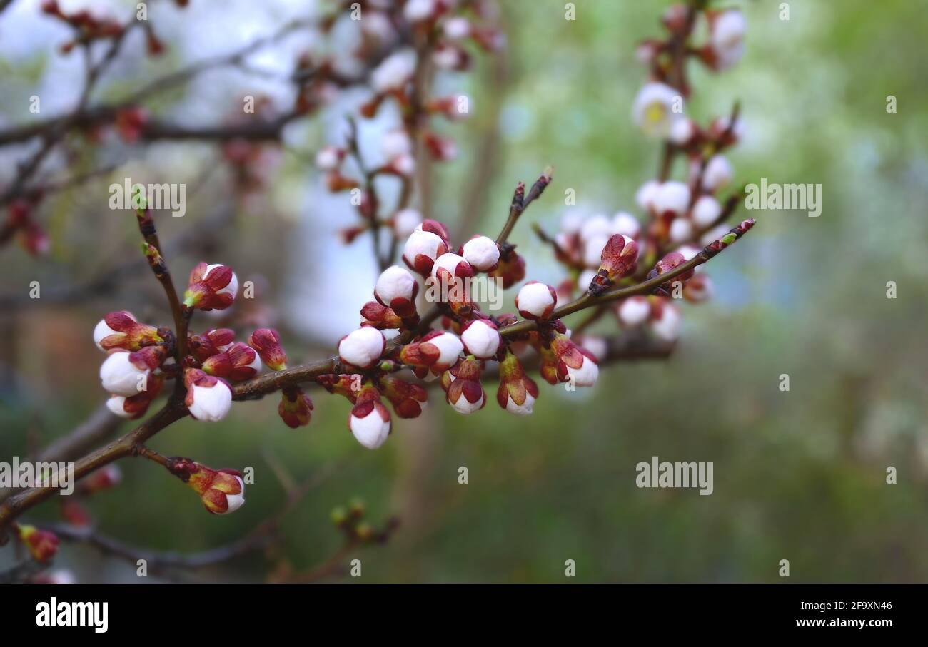 Cherry blossom buds hi-res stock photography and images - Alamy
