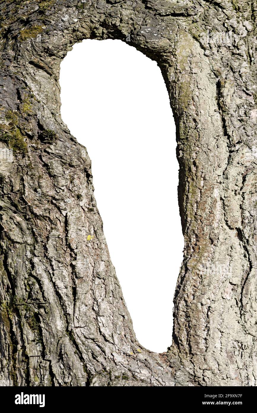 hollow in the trunk of the tree isolated on a white background. High ...