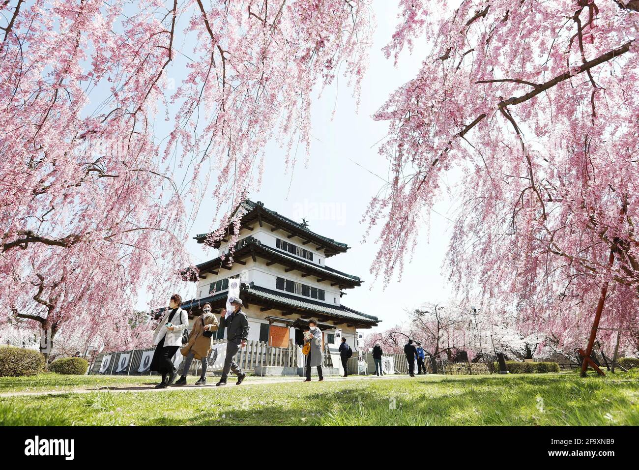 Cherry blossoms bloom near Hirosaki Castle in Aomori Prefecture ...