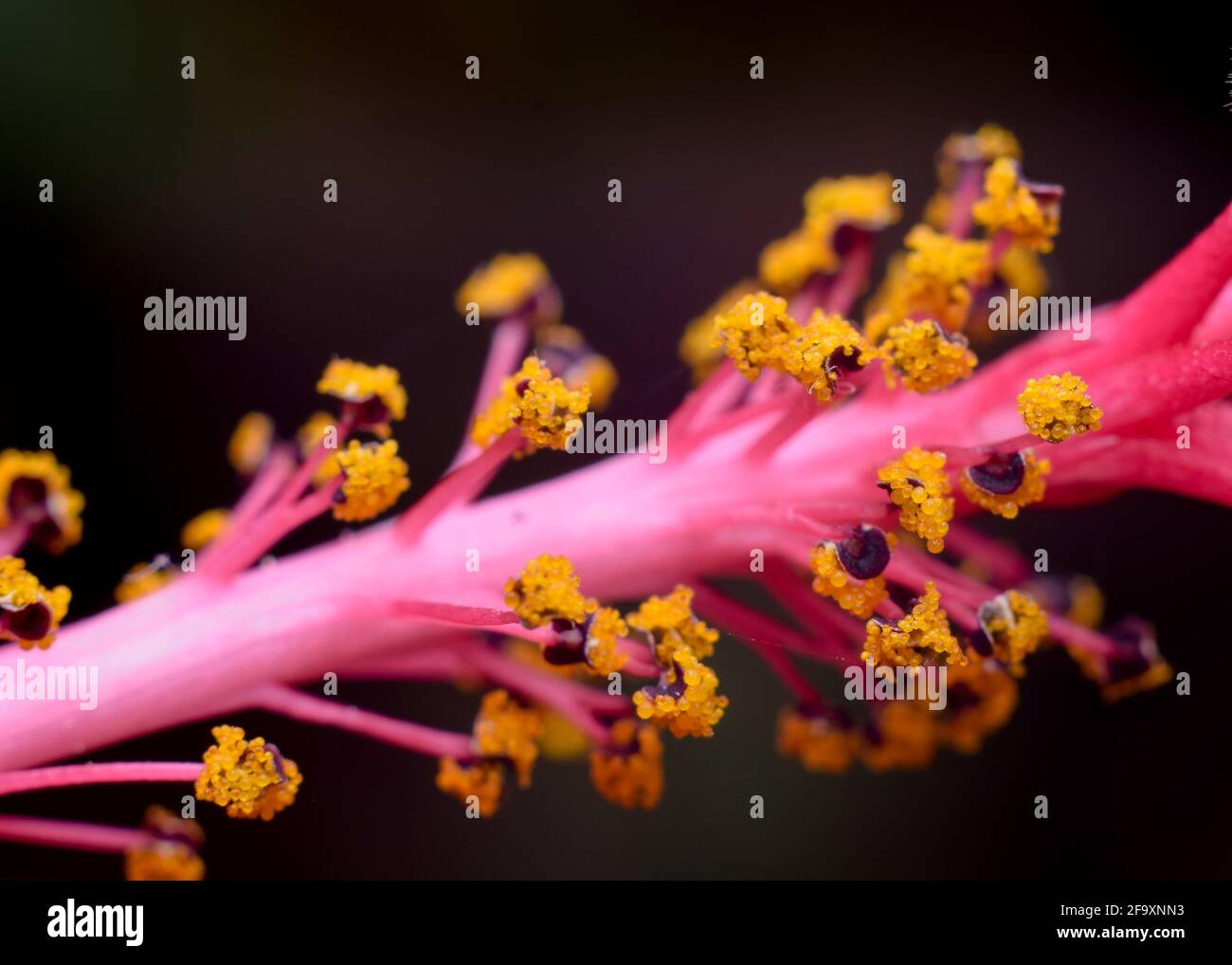 Flower reproductive organ hi-res stock photography and images - Alamy