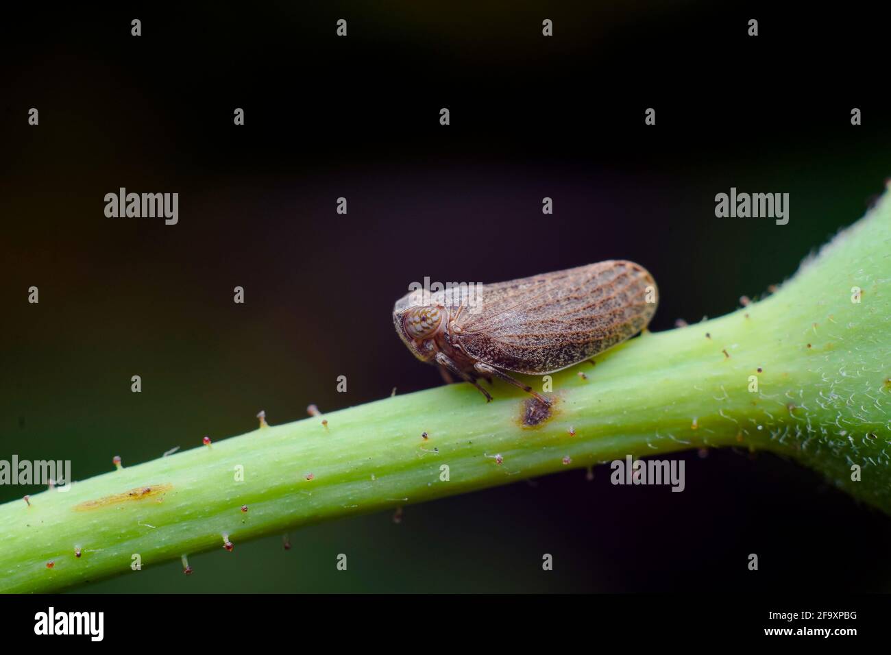 Macro photo of green planthopper hi-res stock photography and images ...