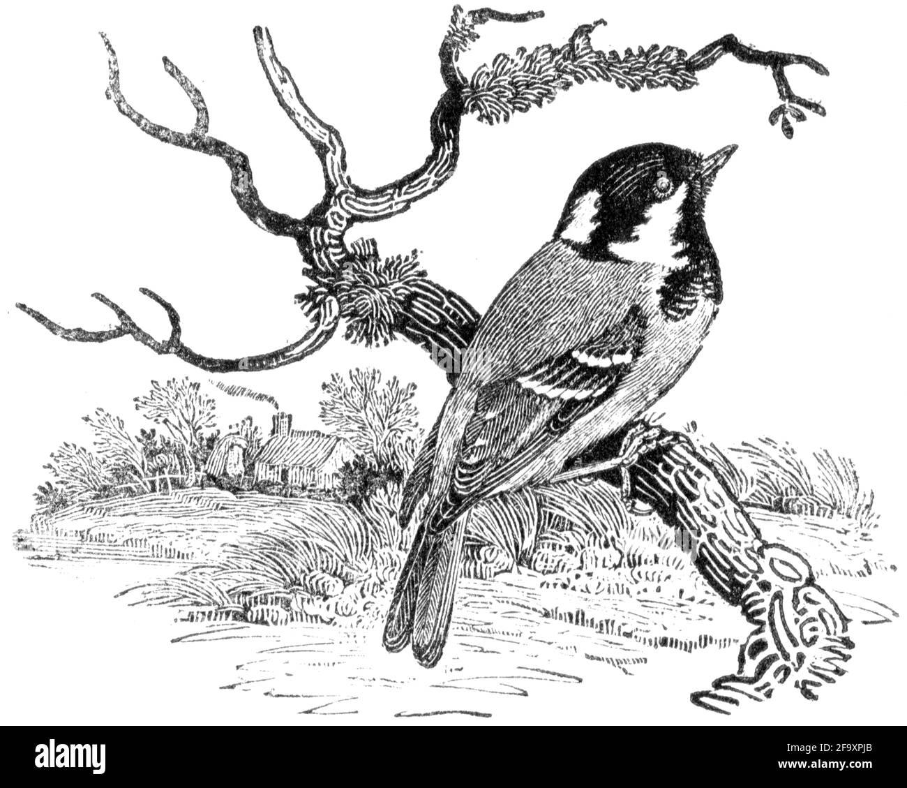 Bewick birds Black and White Stock Photos & Images - Alamy