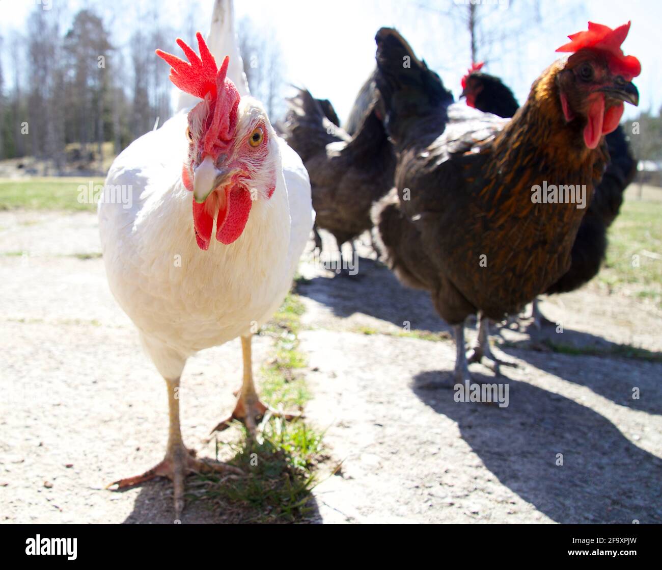 Curious lohman hen hi-res stock photography and images - Alamy