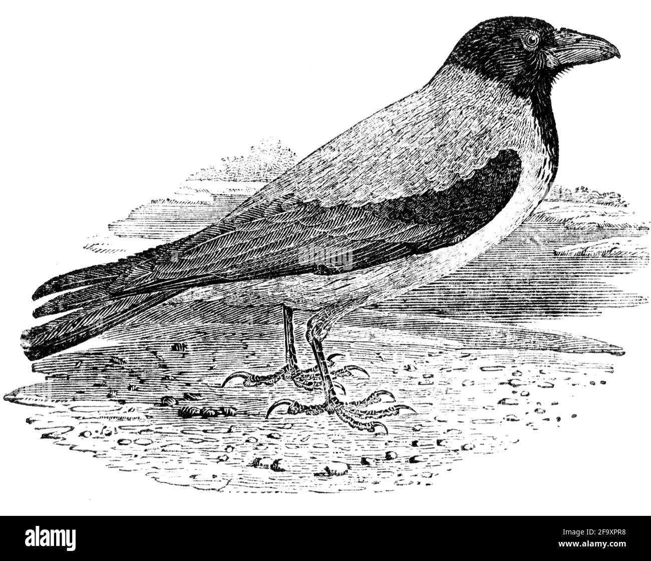 Engraving of the royston crow hi-res stock photography and images - Alamy