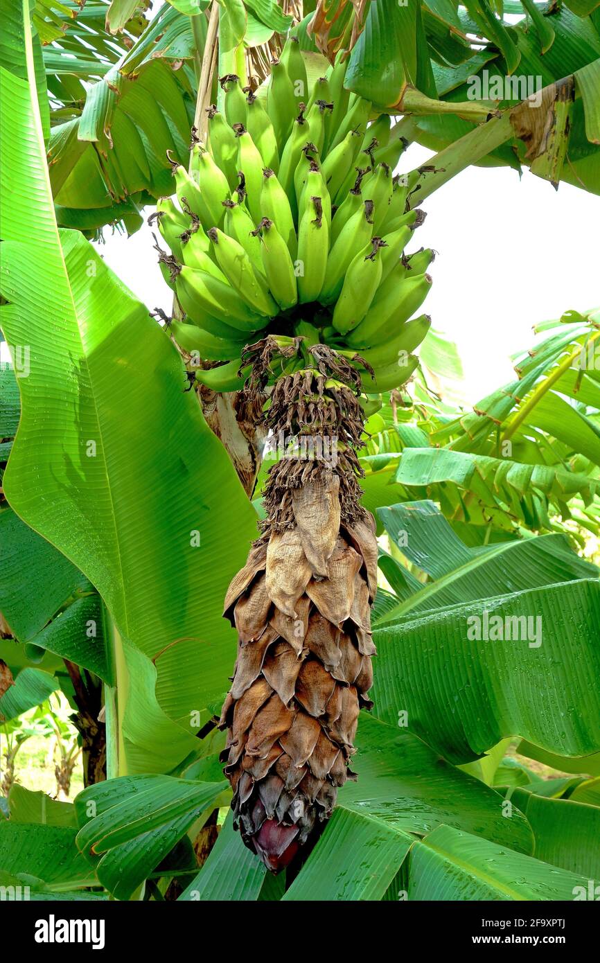 Vertical shot of a banana tree on a beach Stock Photo - Alamy