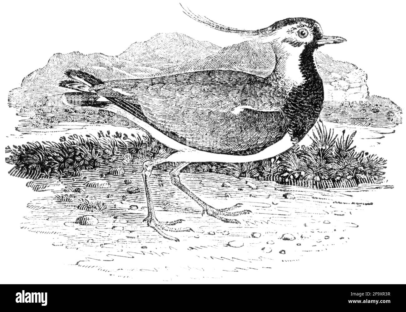 A bird engraved by Thomas Bewick from 'The History of British Birds ...