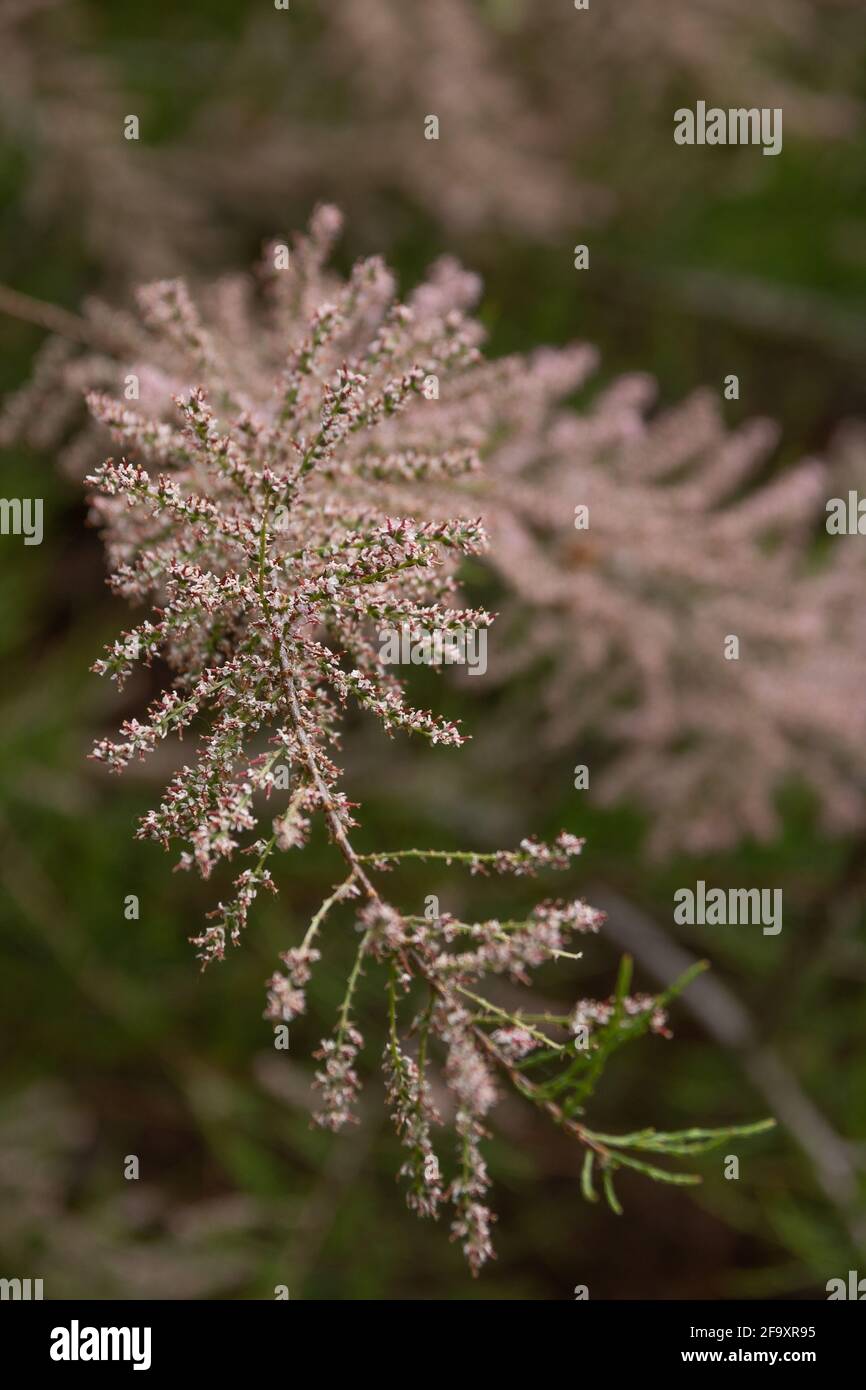 Salt cedar plant hi-res stock photography and images - Alamy