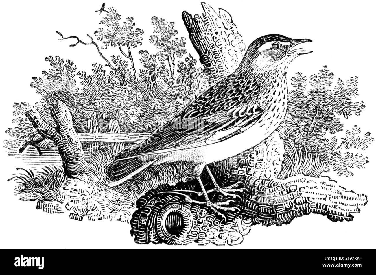 A bird engraved by Thomas Bewick from 'The History of British Birds' of ...