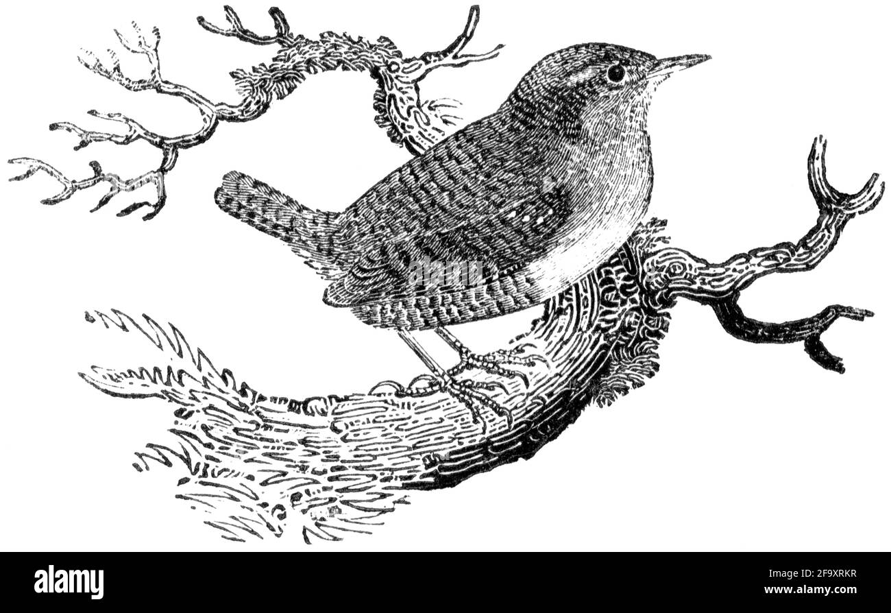 Wren In Flight Drawing