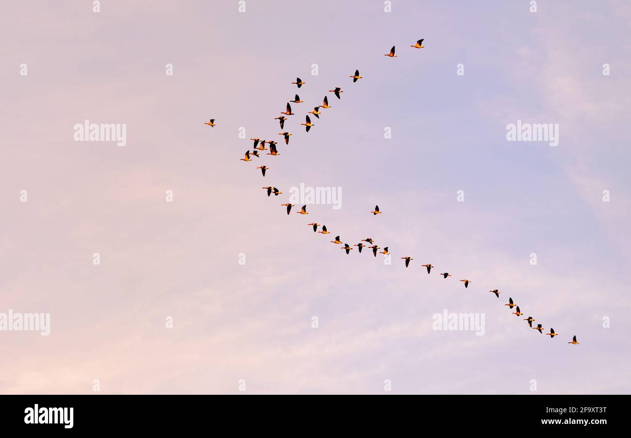 Heavenly Bird High Resolution Stock Photography and Images - Alamy