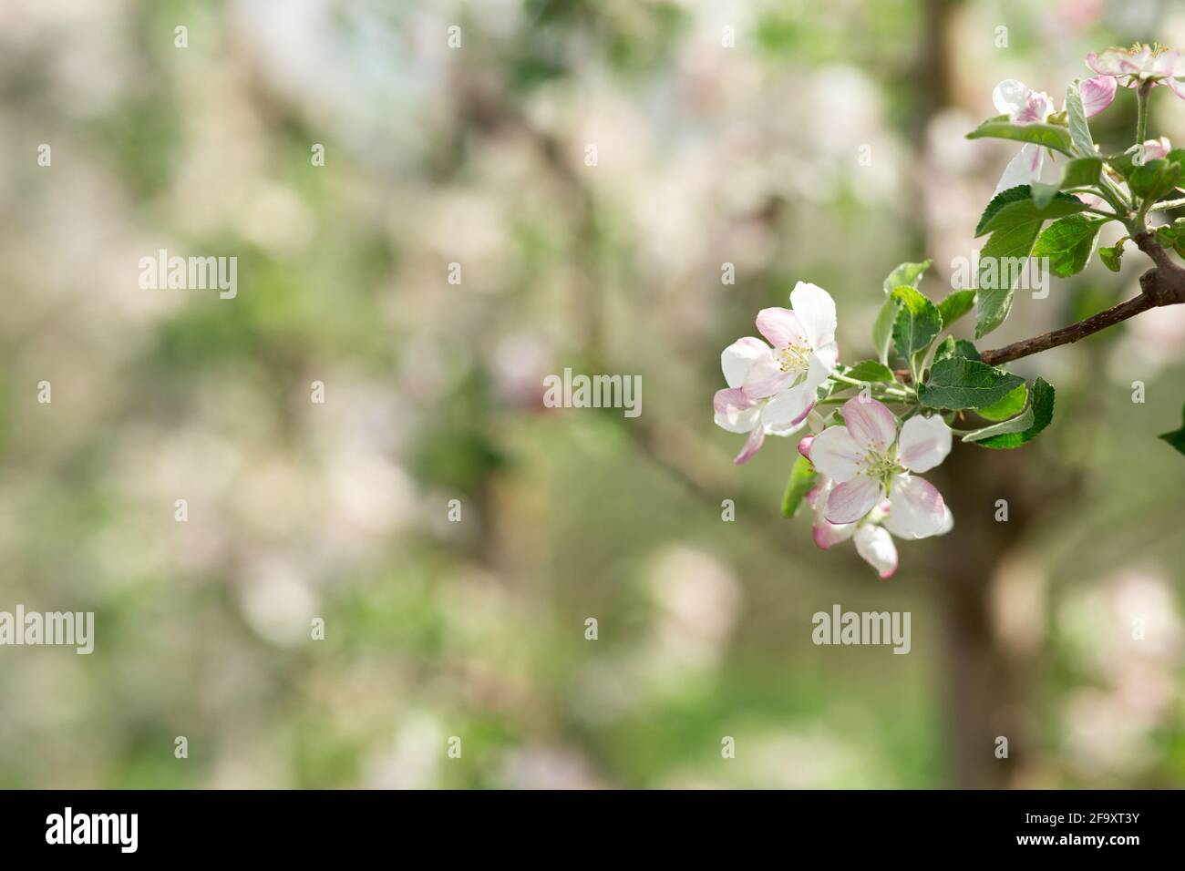 Spring in eco garden, startup and growing organic fruits at modern ...