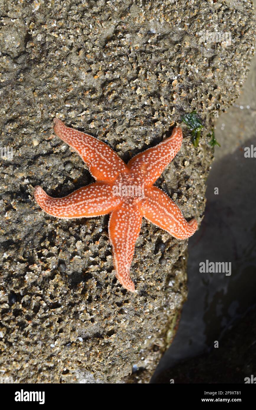 A starfish in a strange position on a beach or on rocks, looking dead ...