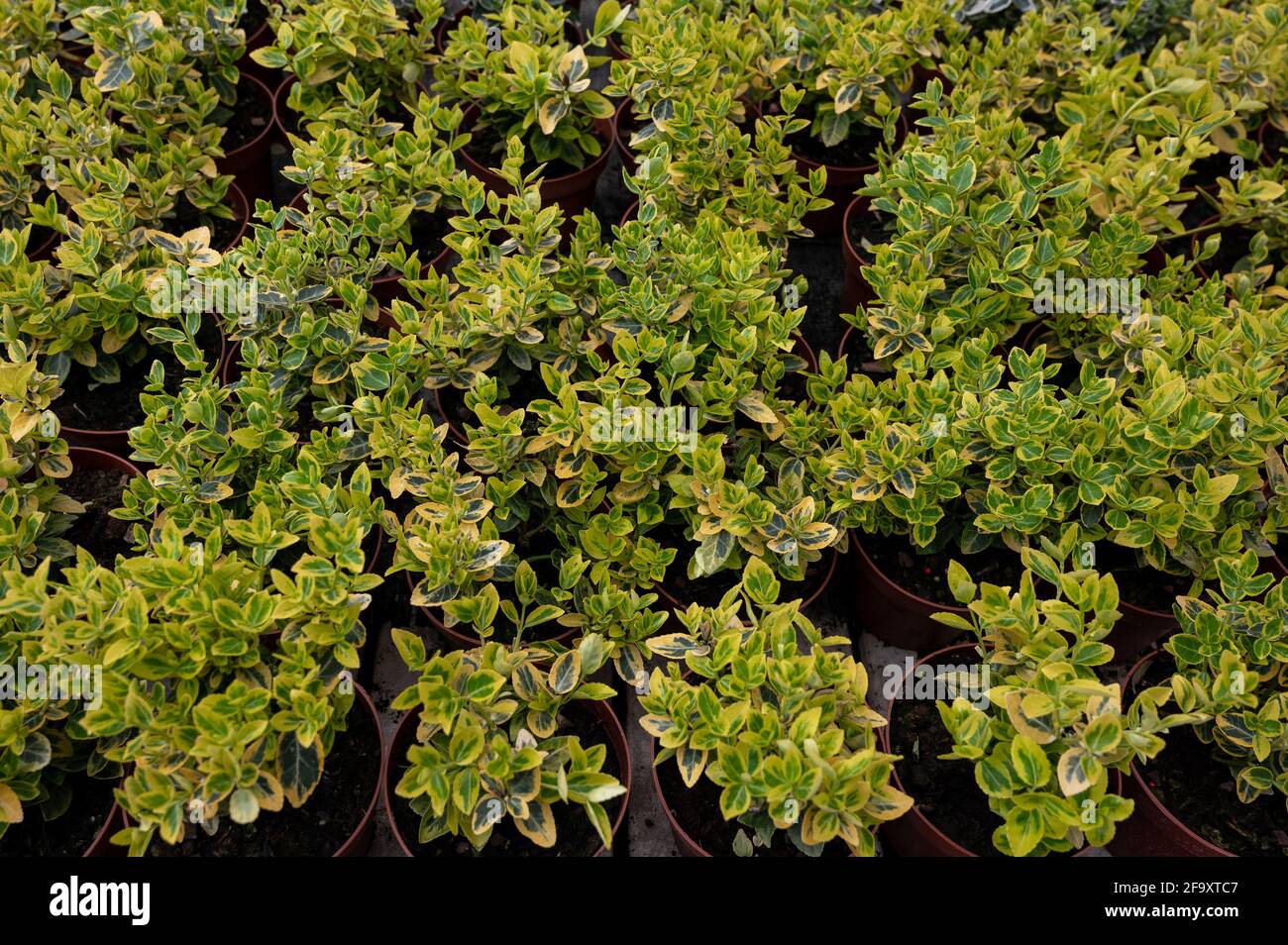 Euonymus fortunei, the spindle, Fortune's spindle, winter creeper or ...